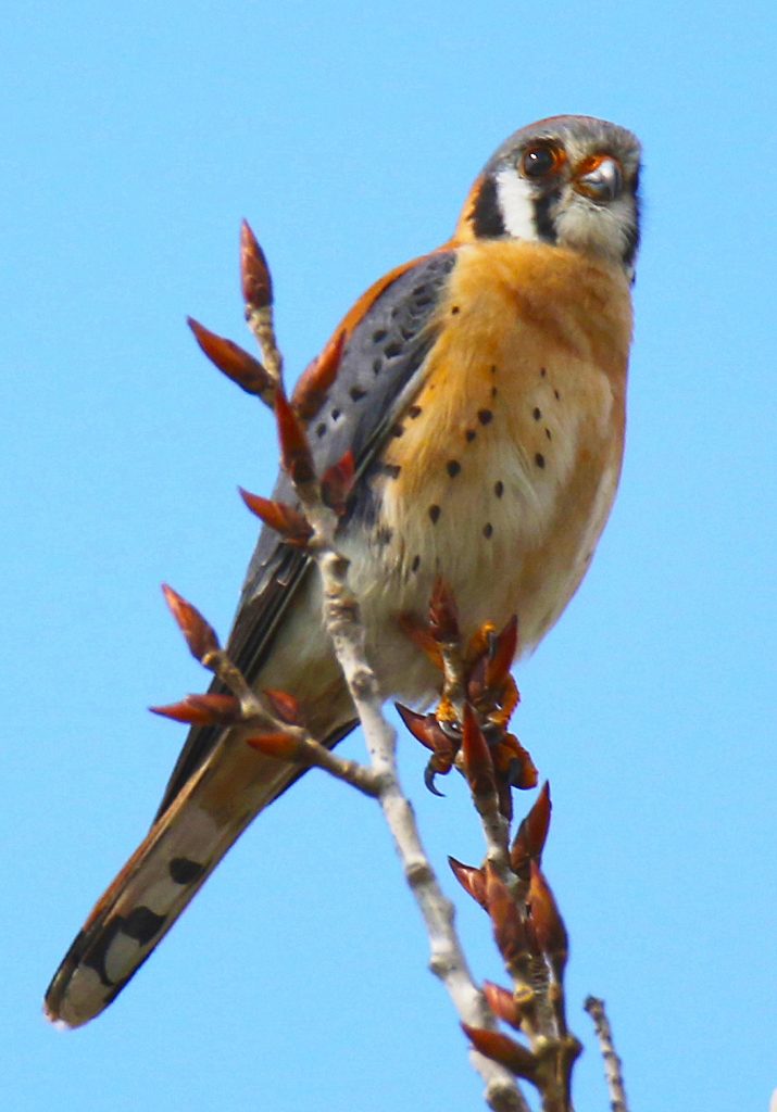 Member Photo Gallery - San Fernando Valley Audubon Society