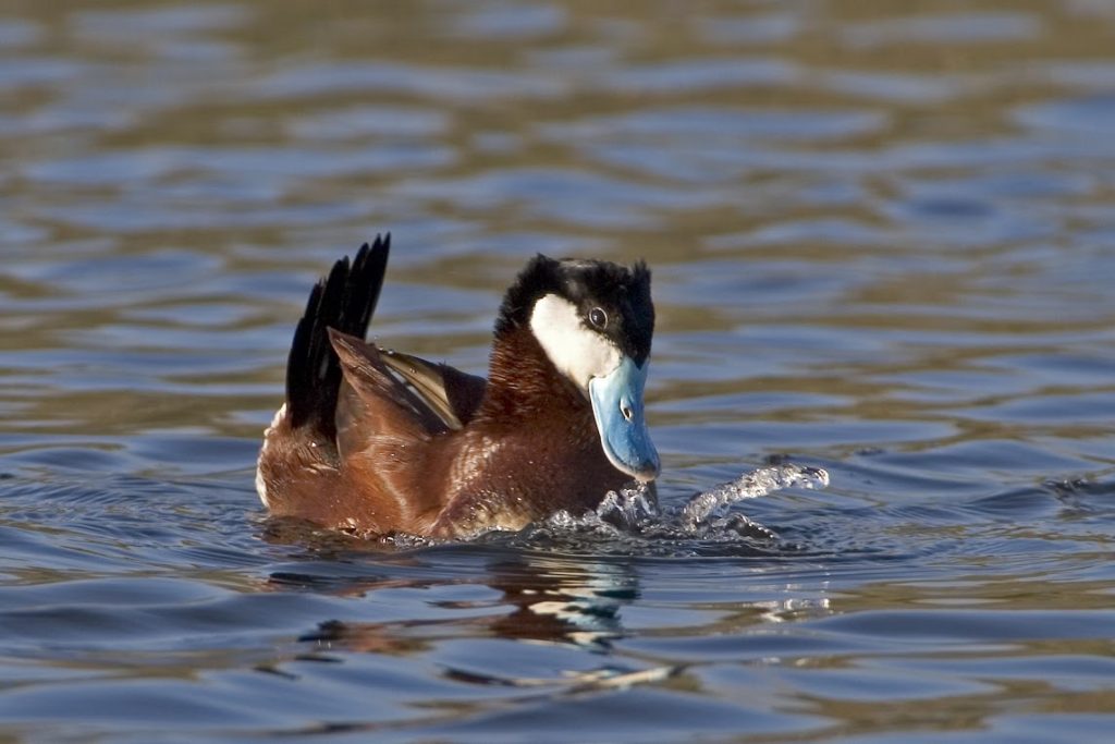 Member Photo Gallery - San Fernando Valley Audubon Society