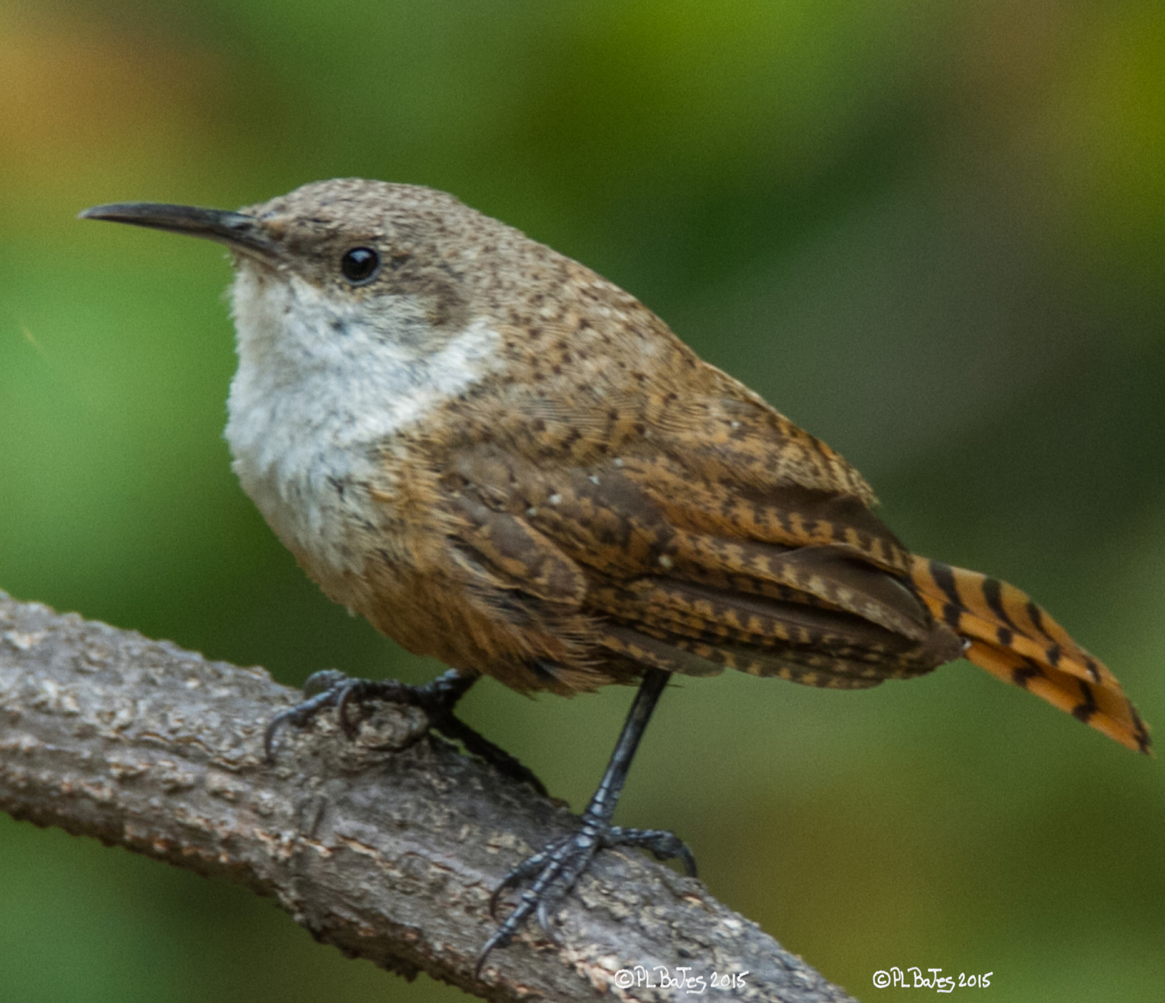 Wrens - San Fernando Valley Audubon Society