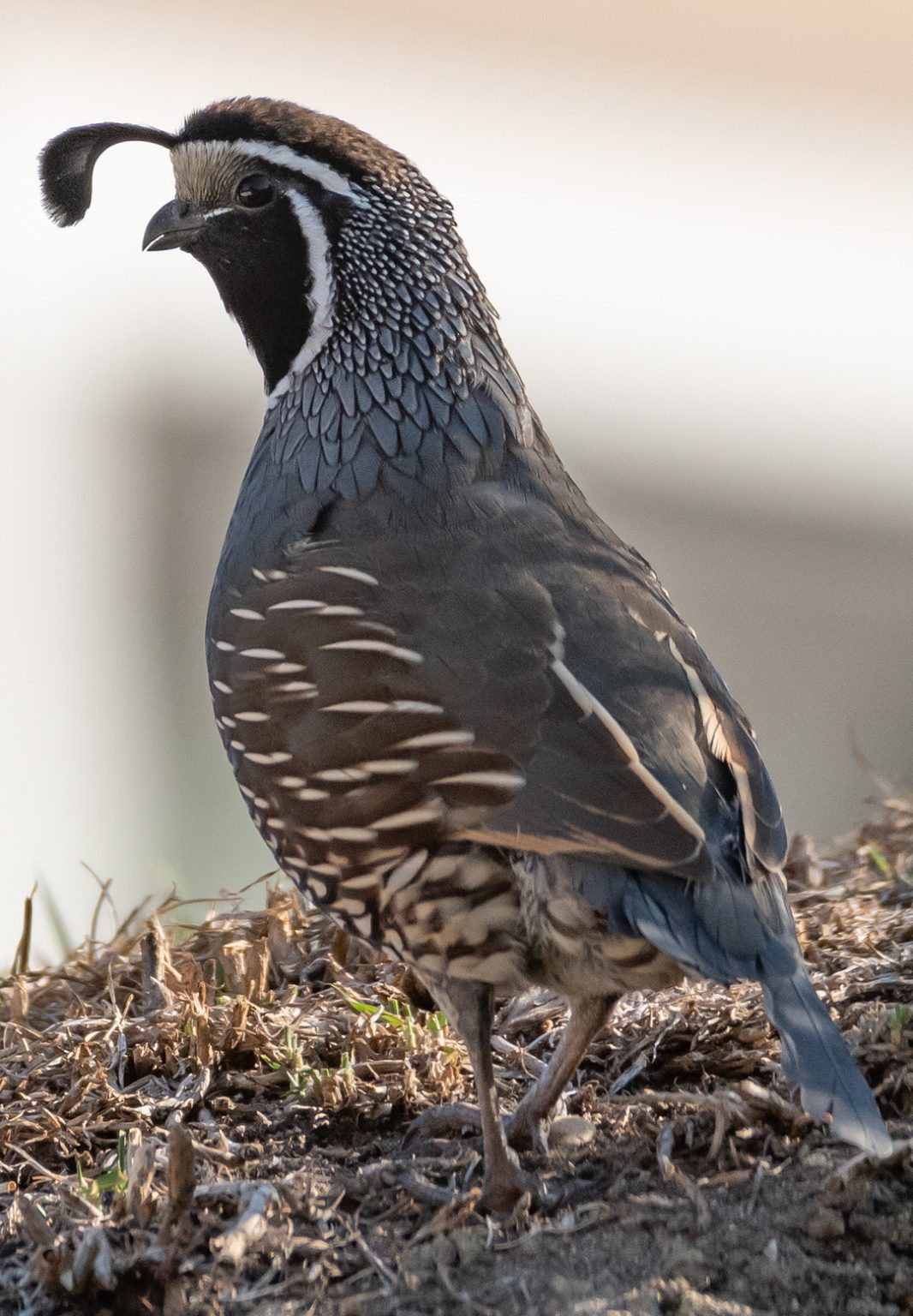 Uncommon Birds - San Fernando Valley Audubon Society