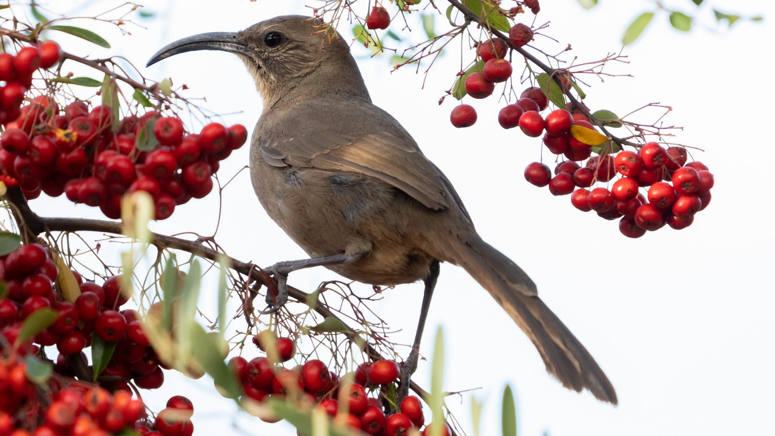 Uncommon Birds - San Fernando Valley Audubon Society