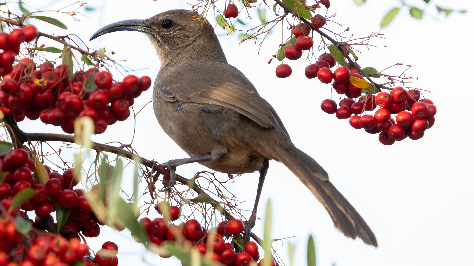 Uncommon Birds - San Fernando Valley Audubon Society