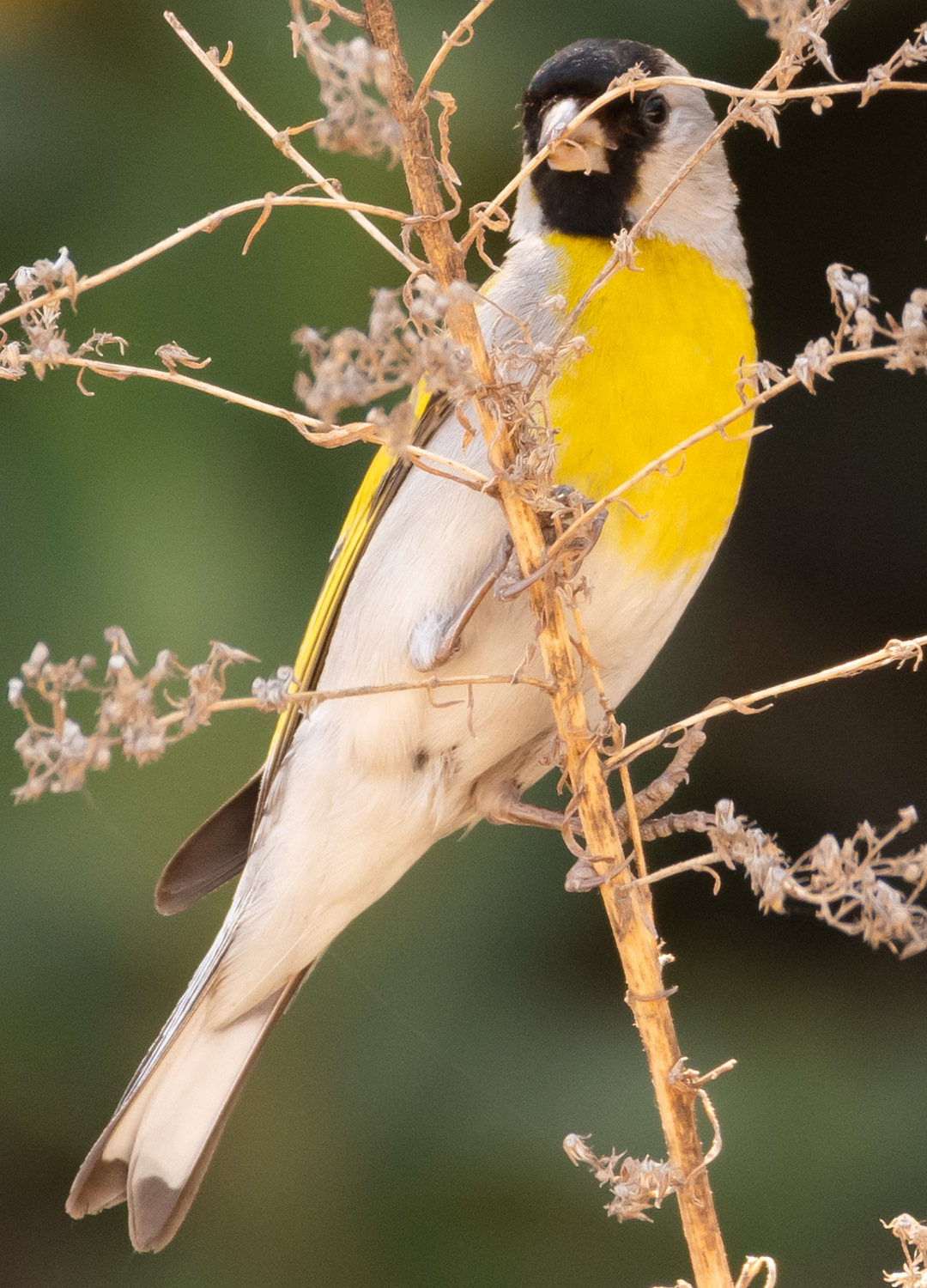 Uncommon Birds - San Fernando Valley Audubon Society