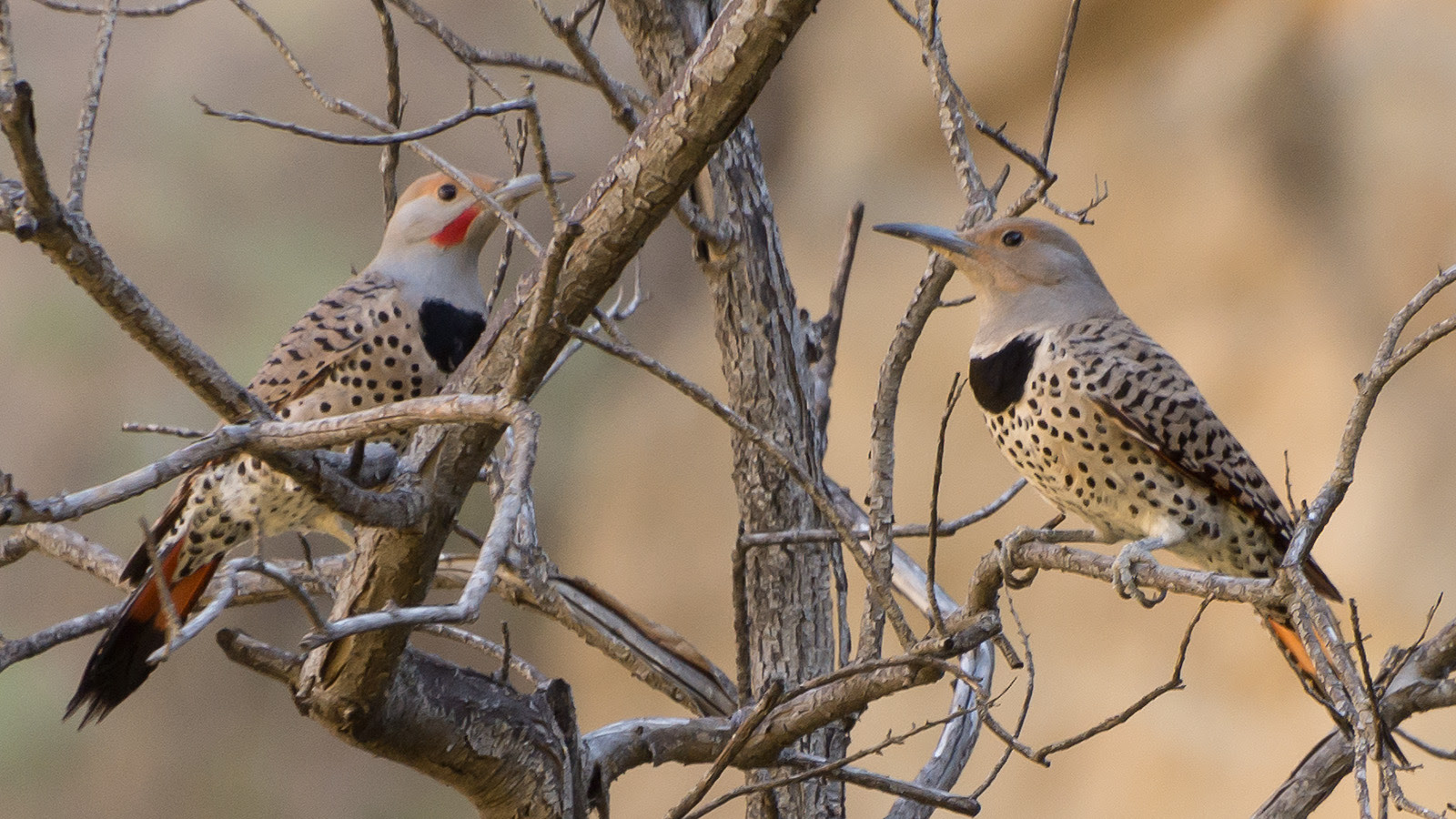 Uncommon Birds - San Fernando Valley Audubon Society