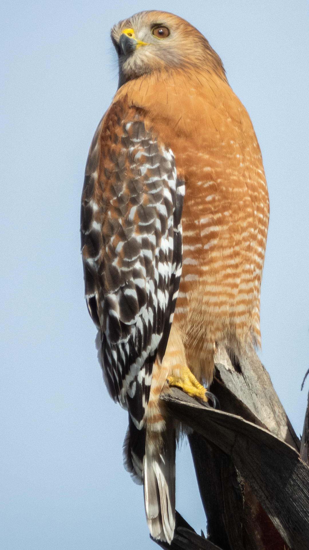 Hawks - San Fernando Valley Audubon Society
