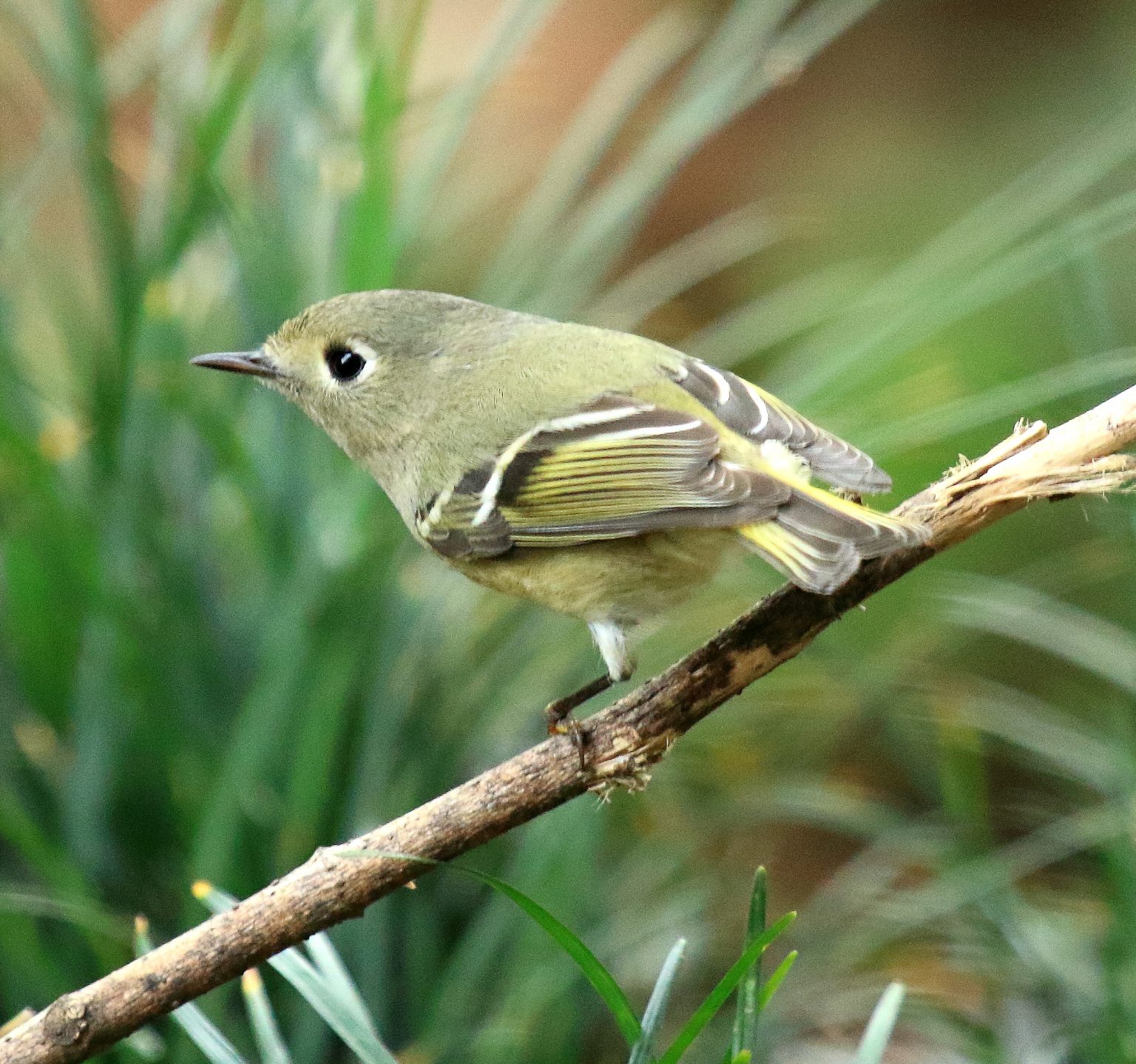 SFV Backyard Bird Identification - San Fernando Valley Audubon Society