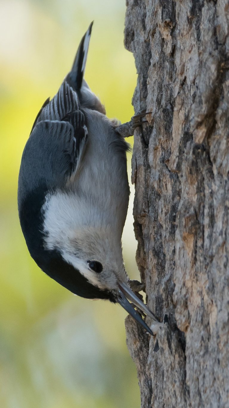 Uncommon Birds - San Fernando Valley Audubon Society