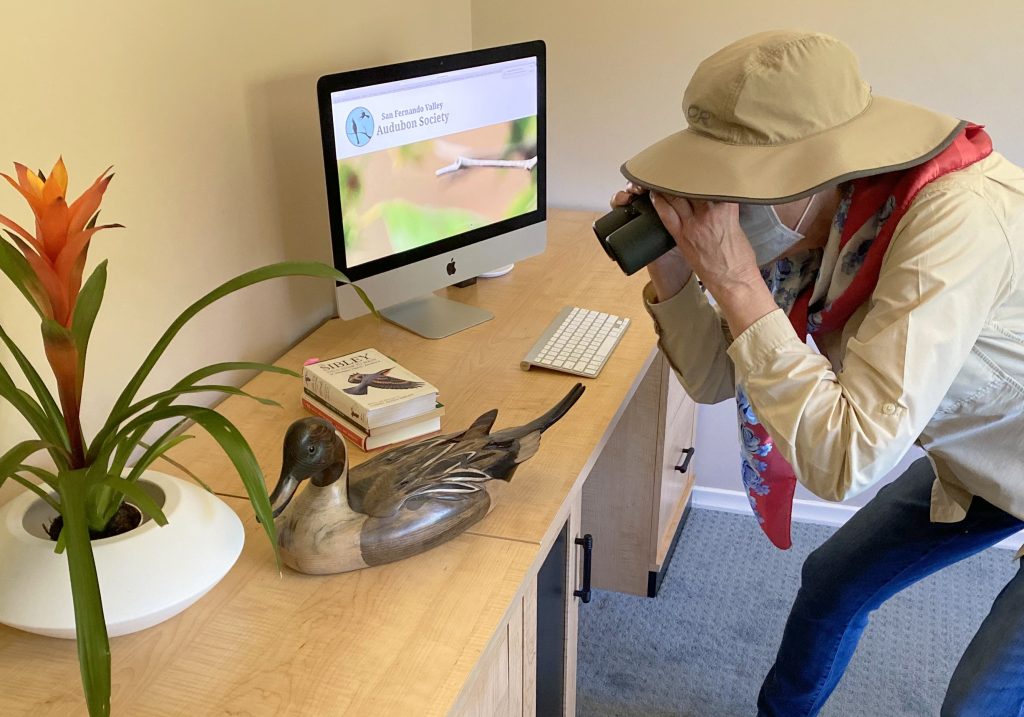 Bored? Bird! - San Fernando Valley Audubon Society