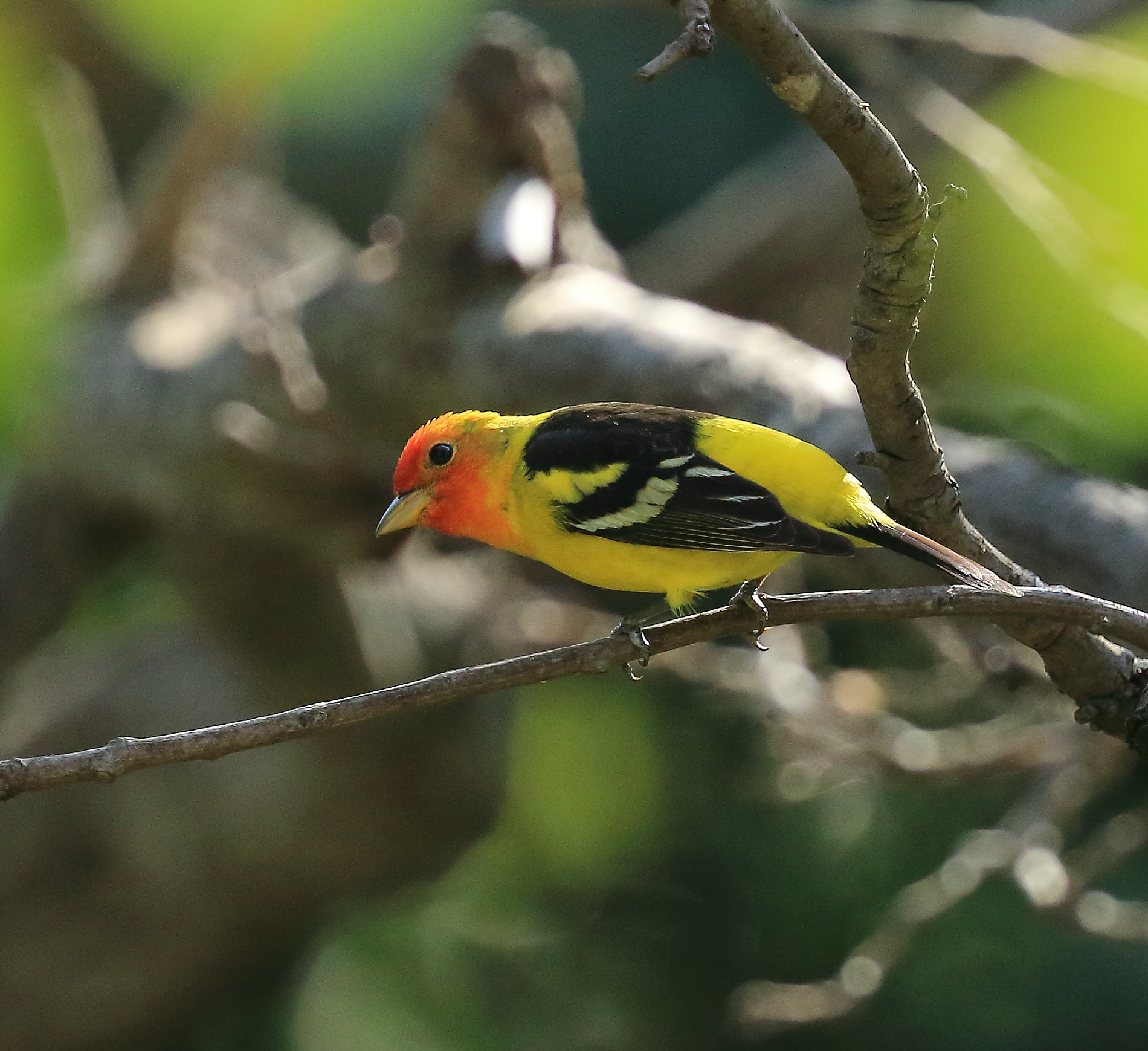Uncommon Birds - San Fernando Valley Audubon Society