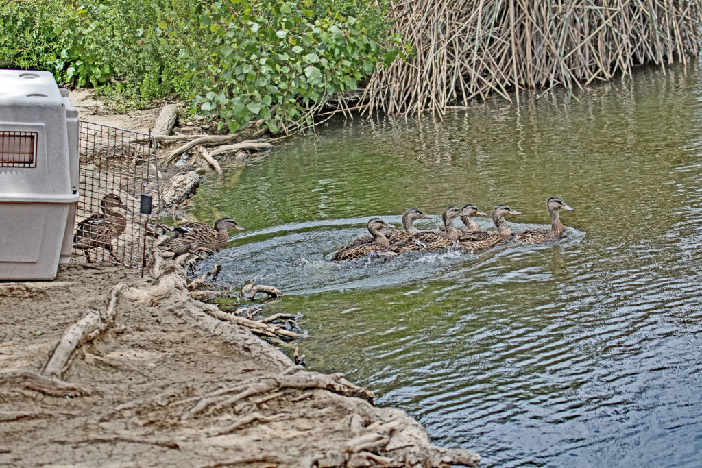 What? More Mallards?? - San Fernando Valley Audubon Society